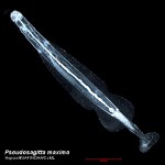 Chaetognatha (Arrow Worms) – The Story of Size